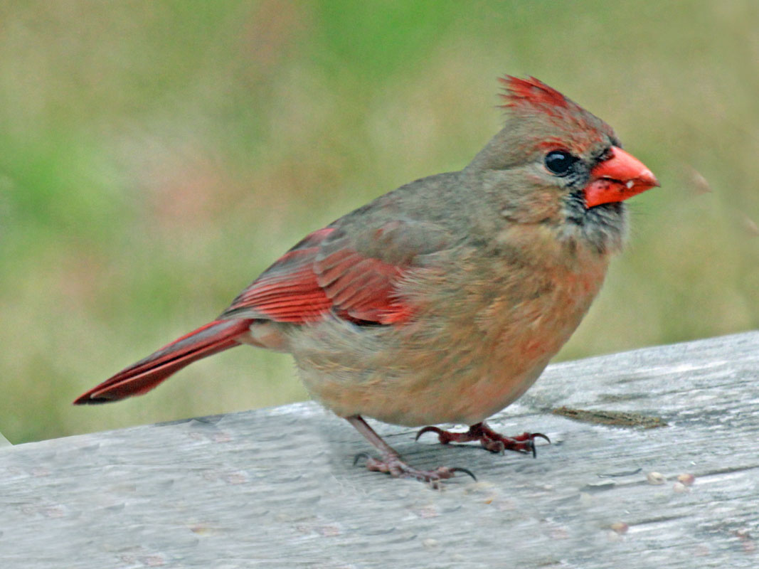 Birds Of The World CARDINALS Birds Of The World CARDINALS