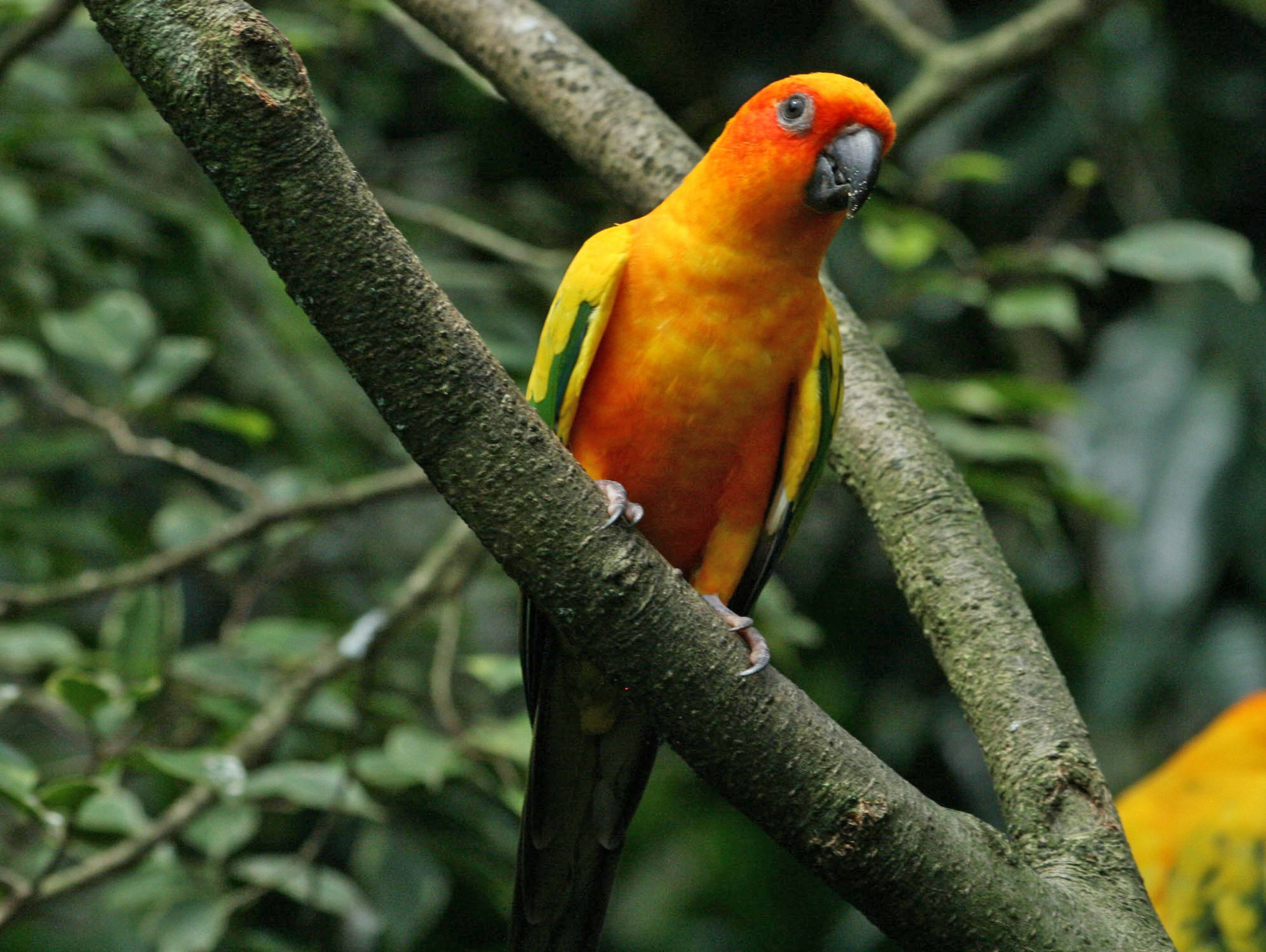 Birds of The World: Parrots and Allies (Psittacidae)