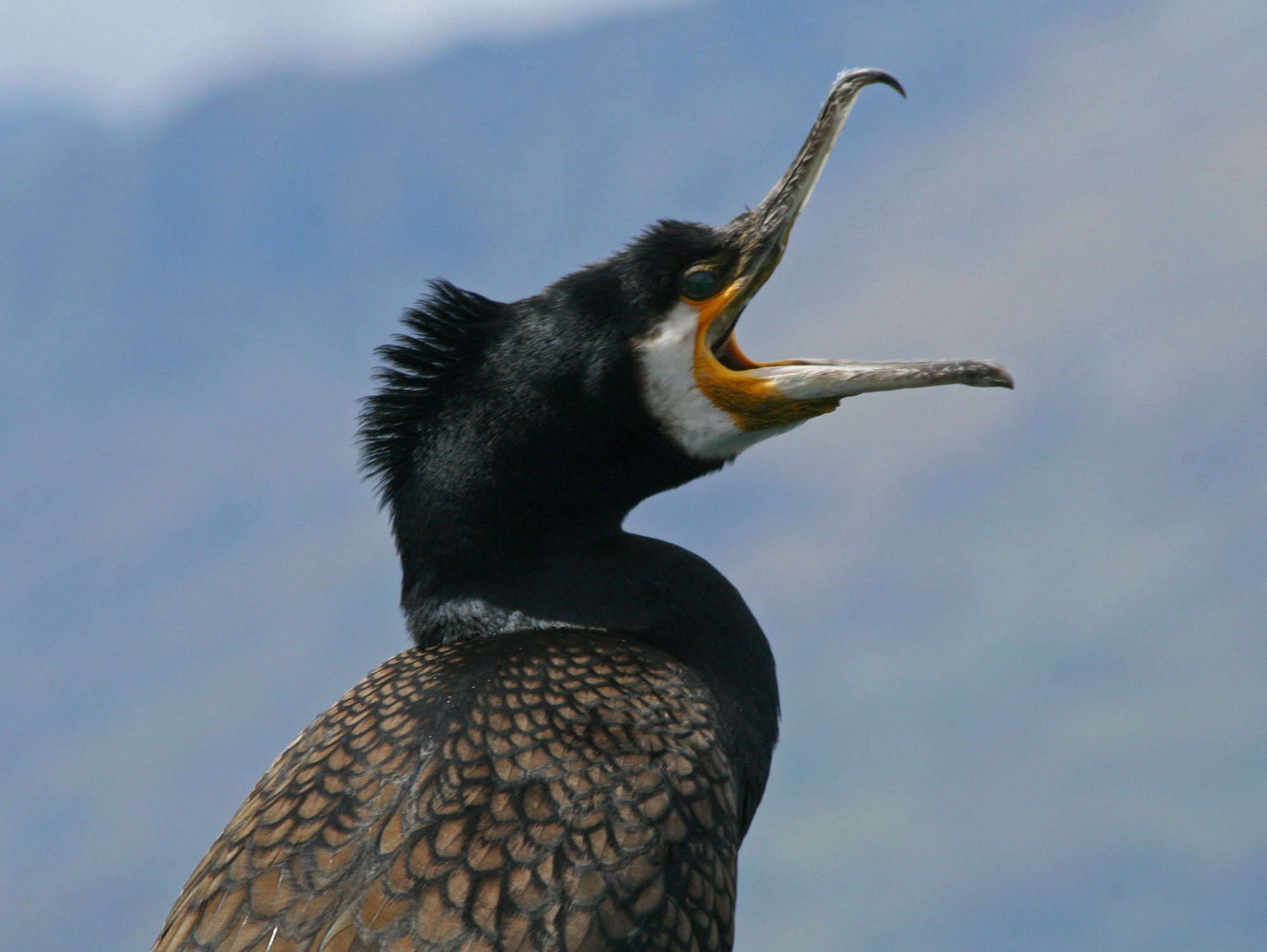 Birds of The World: Cormorants (Phalacrocoracidae)
