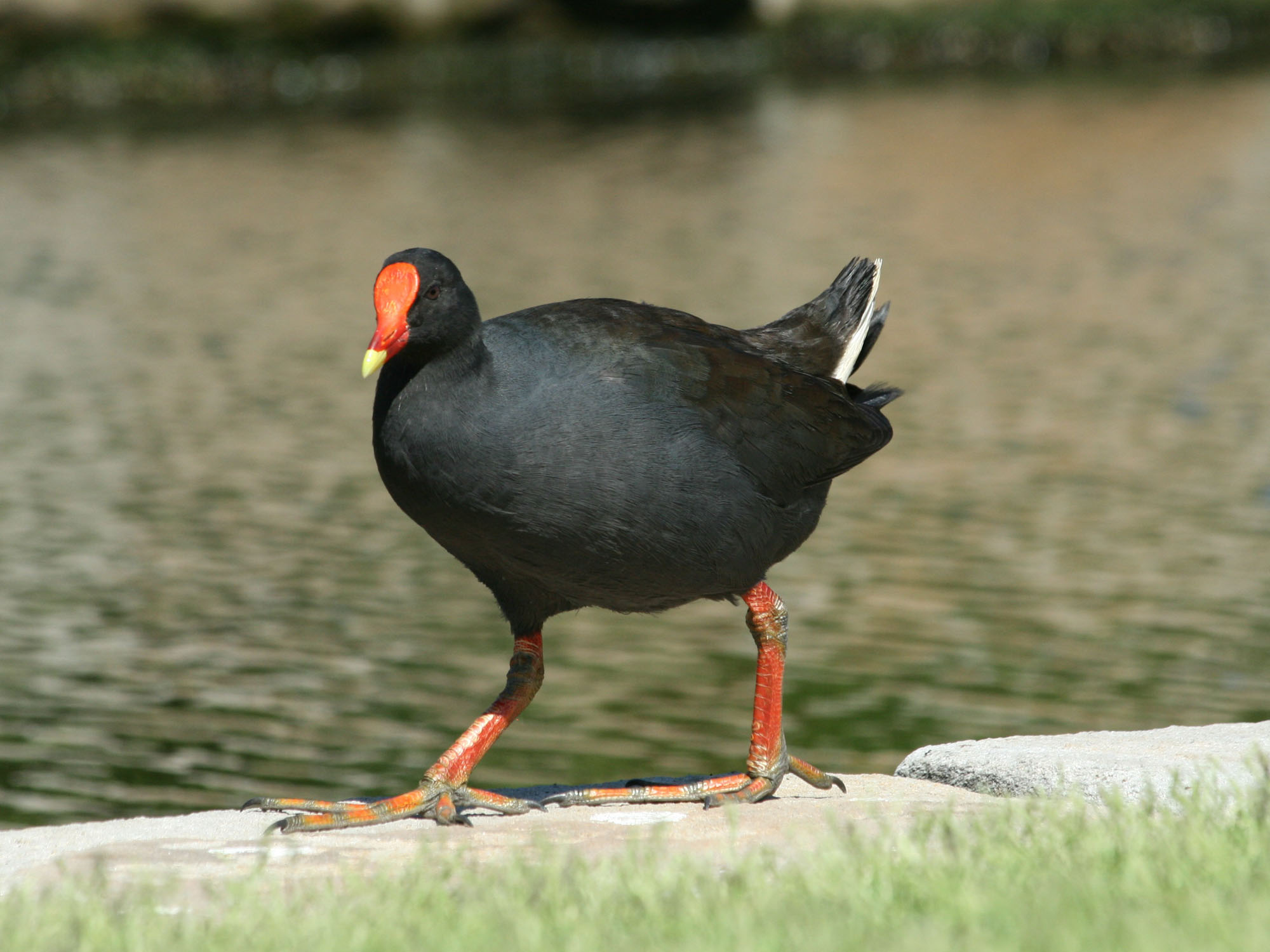 Birds of The World: Coots, Moorhens (Rallidae)