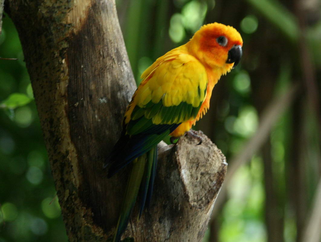 Birds of The World: Parrots and Allies (Psittacidae)
