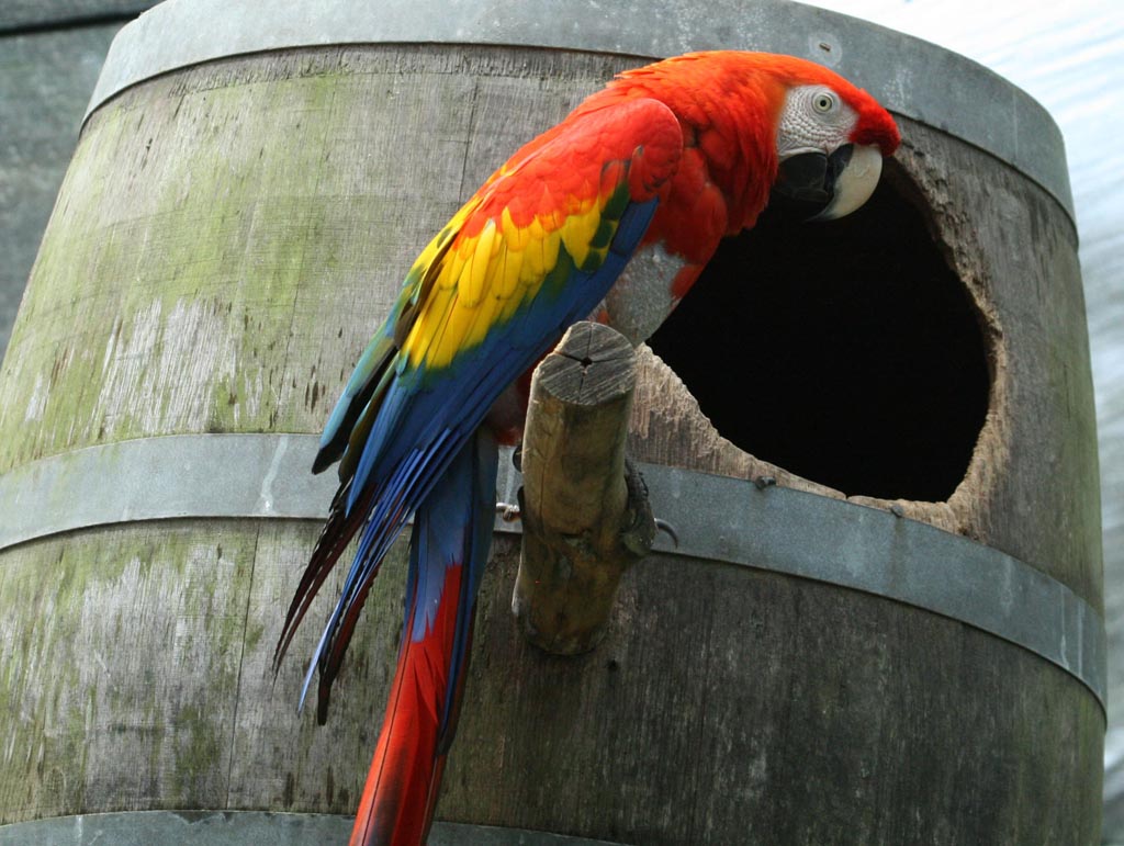Birds of The World: Macaws (Psittacidae)
