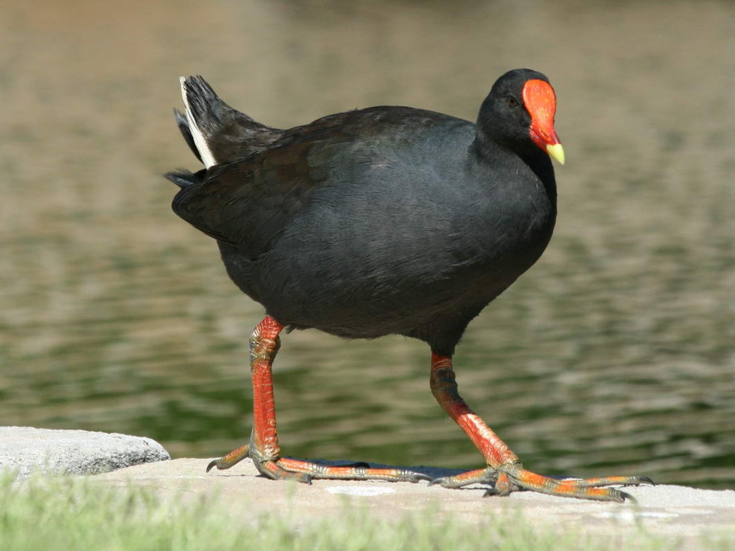 Birds of The World: Coots, Moorhens (Rallidae)