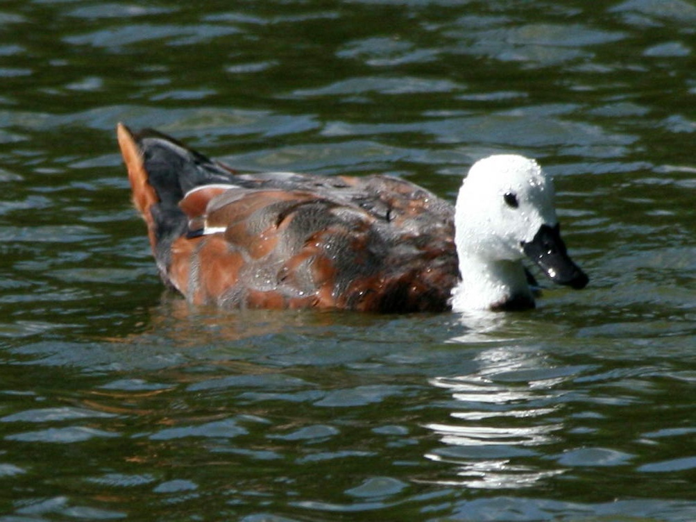 Birds of The World: Shelducks (Anatidae)