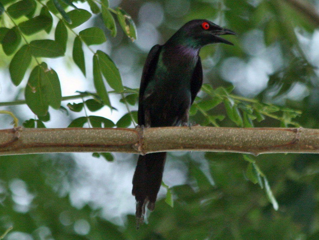 Birds of The World: Starlings (Sturnidae)