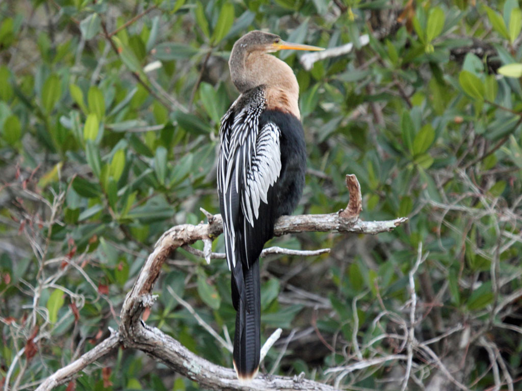 Birds of The World: Anhingas (Anhingidae)
