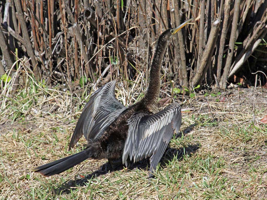 Birds of The World: Anhingas (Anhingidae)