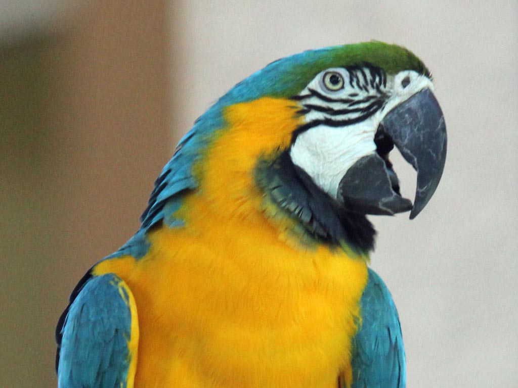 Birds of The World: Macaws (Psittacidae)