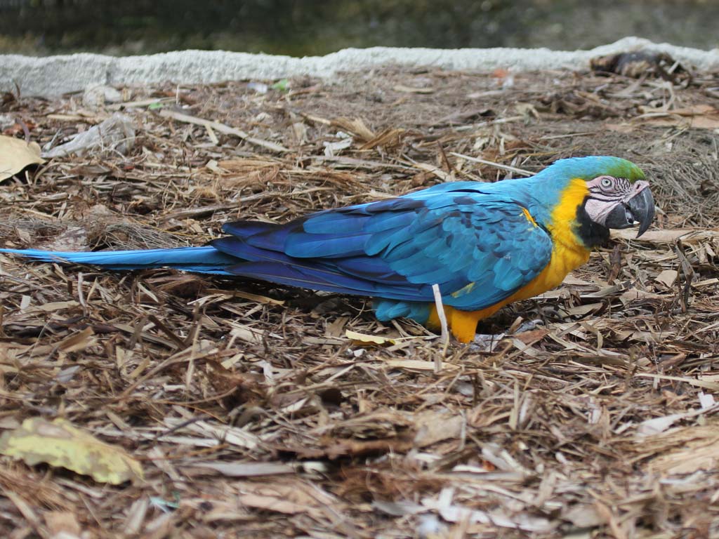 Birds of The World: Macaws (Psittacidae)