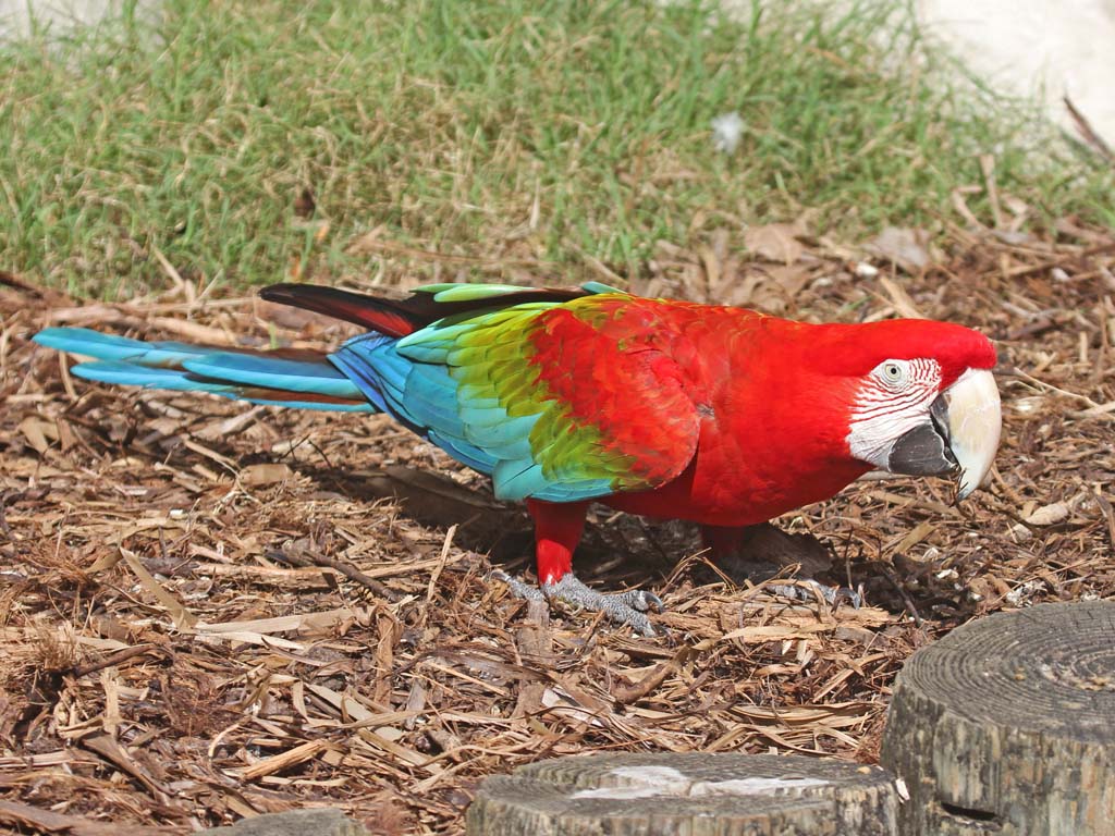 Birds of The World: Macaws (Psittacidae)