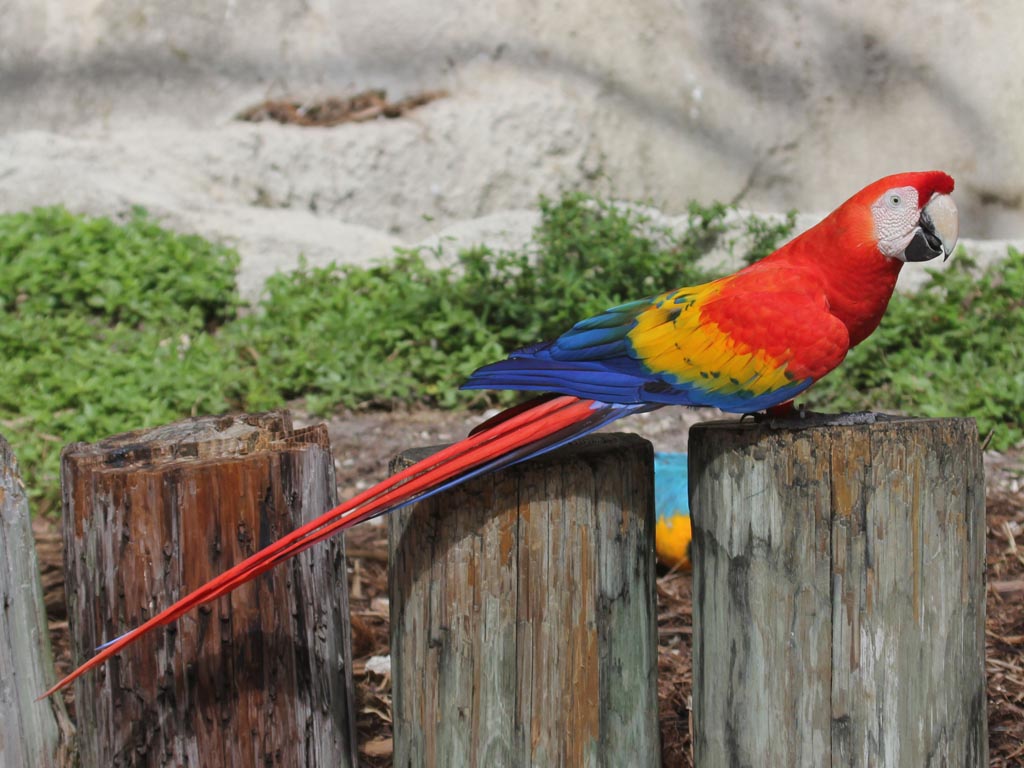 Birds of The World: Macaws (Psittacidae)
