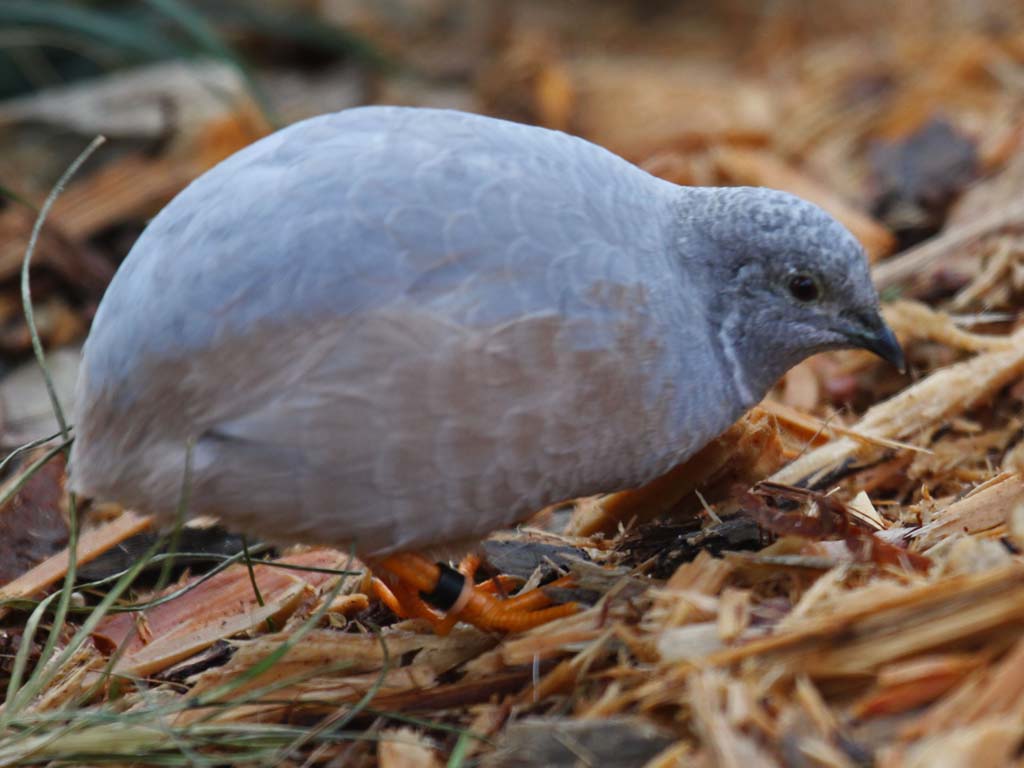 Birds of The World: Quail (Phasianidae)