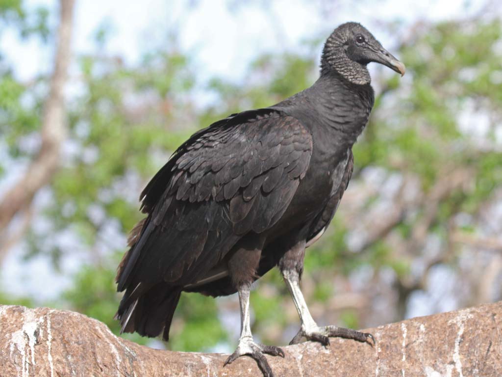 Birds of The World: New World Vultures (Cathartidae)