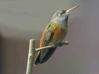 Birds of The World: Hummingbird (Trochilidae)