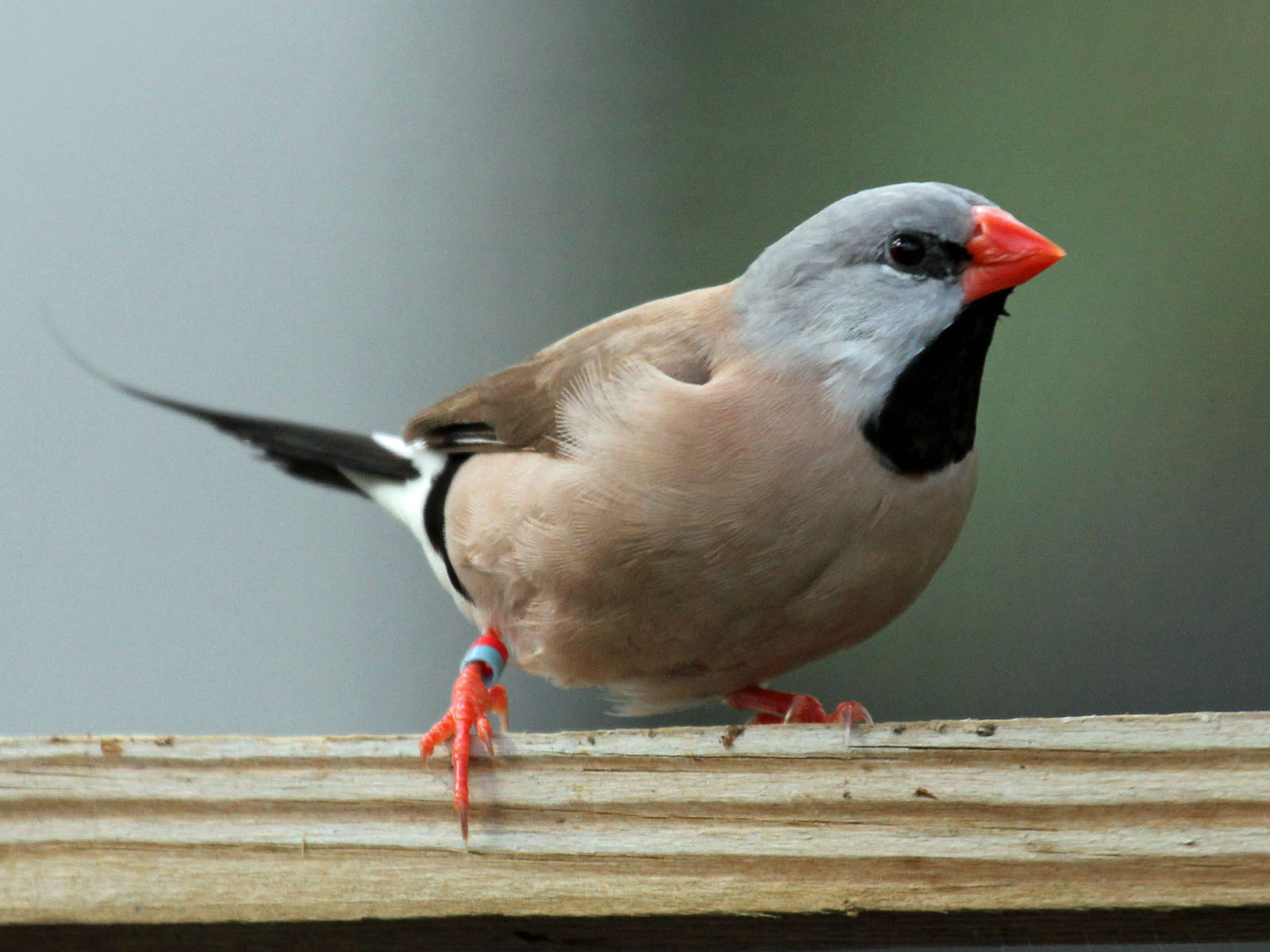 Birds of The World: Finches (Estrildidae)
