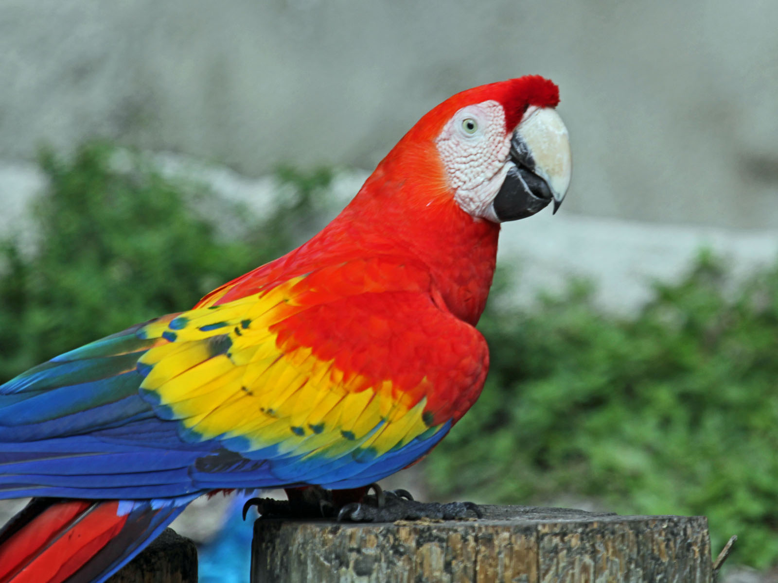 Birds of The World: Macaws (Psittacidae)