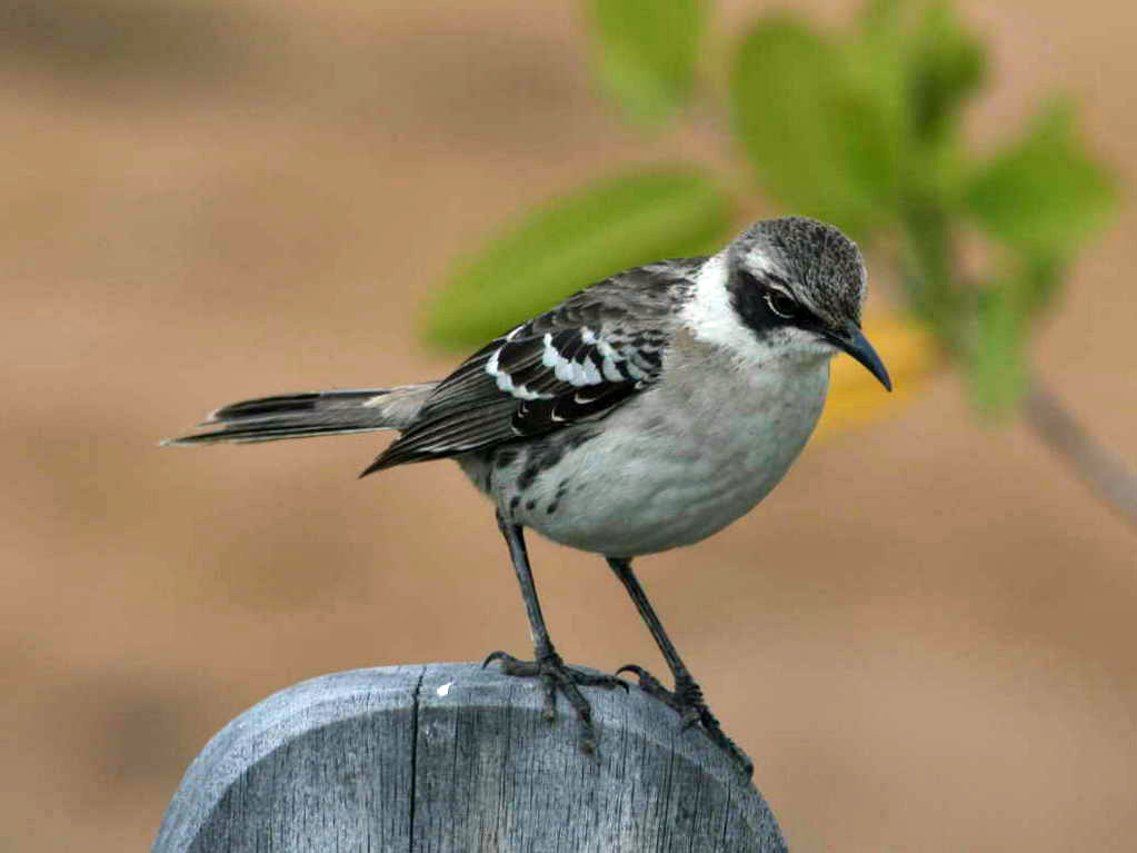 Birds of The World: Mockingbirds and Allies (Mimidae)