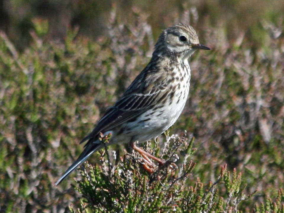 Birds of The World: Wagtails, Pipits (Motacillidae)