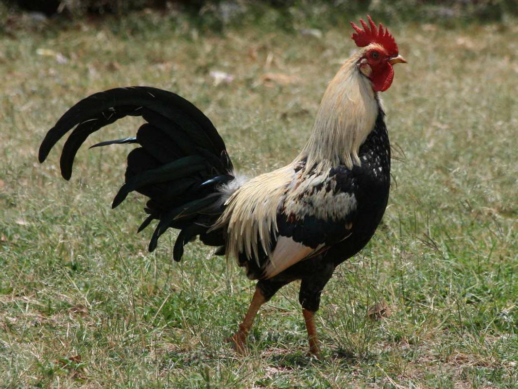 Birds of The World: Pheasant (Phasianidae)