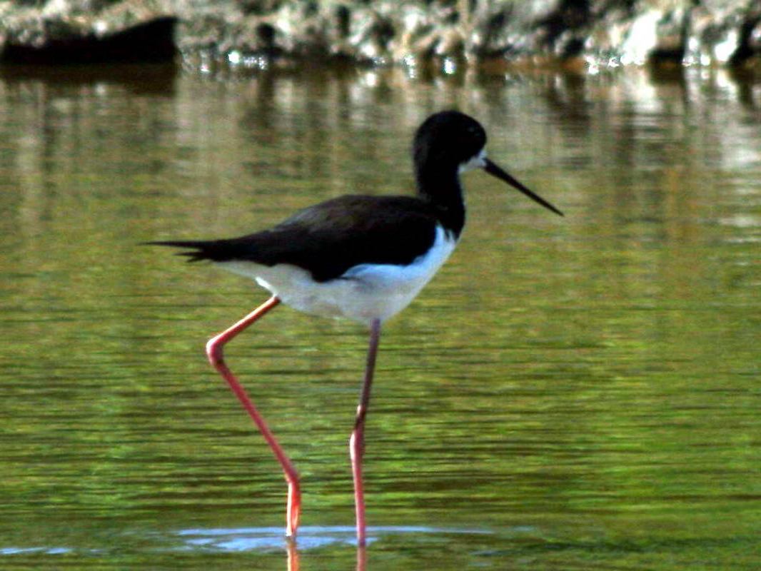 Birds of The World: Avocets and Stilts (Recurvirostridae)