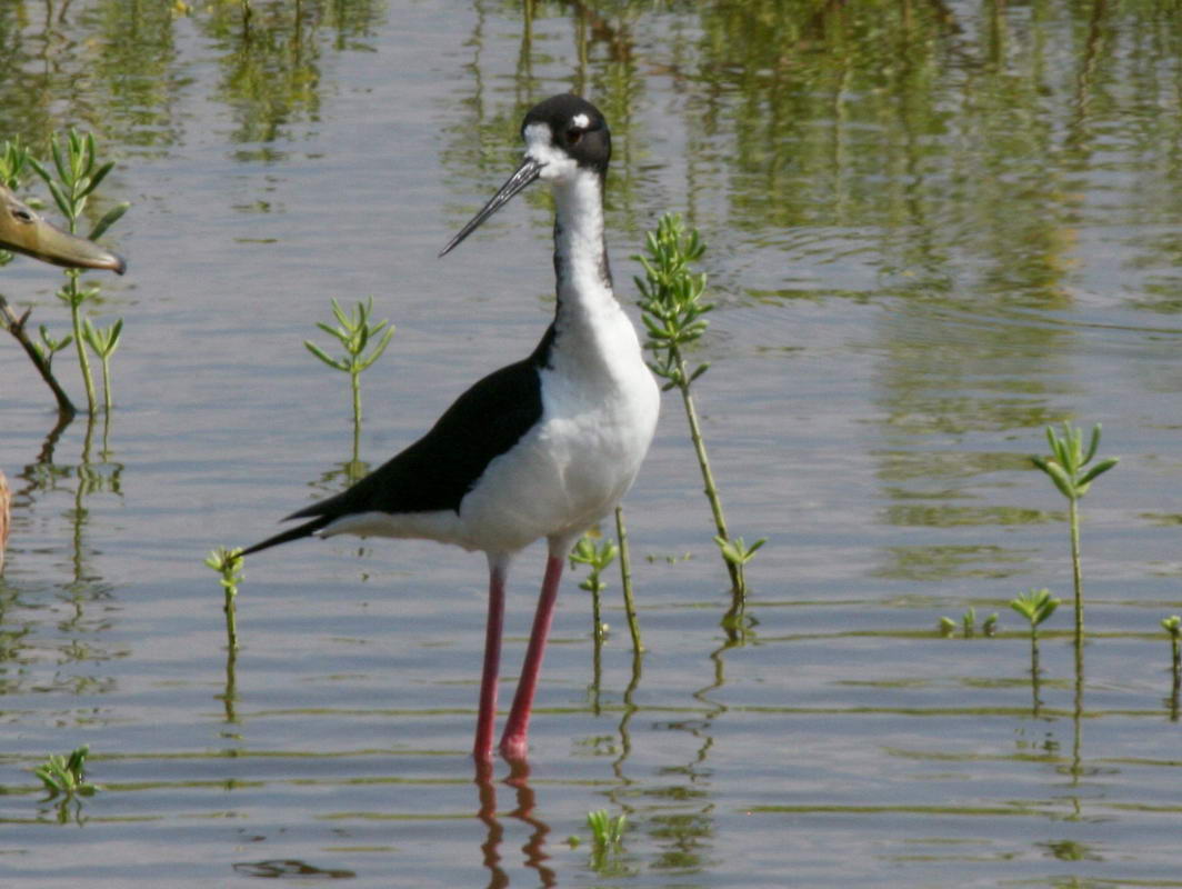 Birds of The World: Avocets and Stilts (Recurvirostridae)