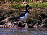 Birds of The World: Avocets and Stilts (Recurvirostridae)
