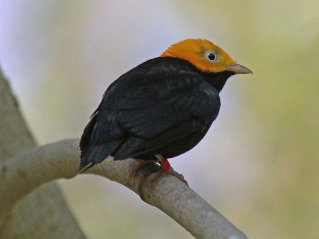 Birds of The World: Manakins (Pipridae)