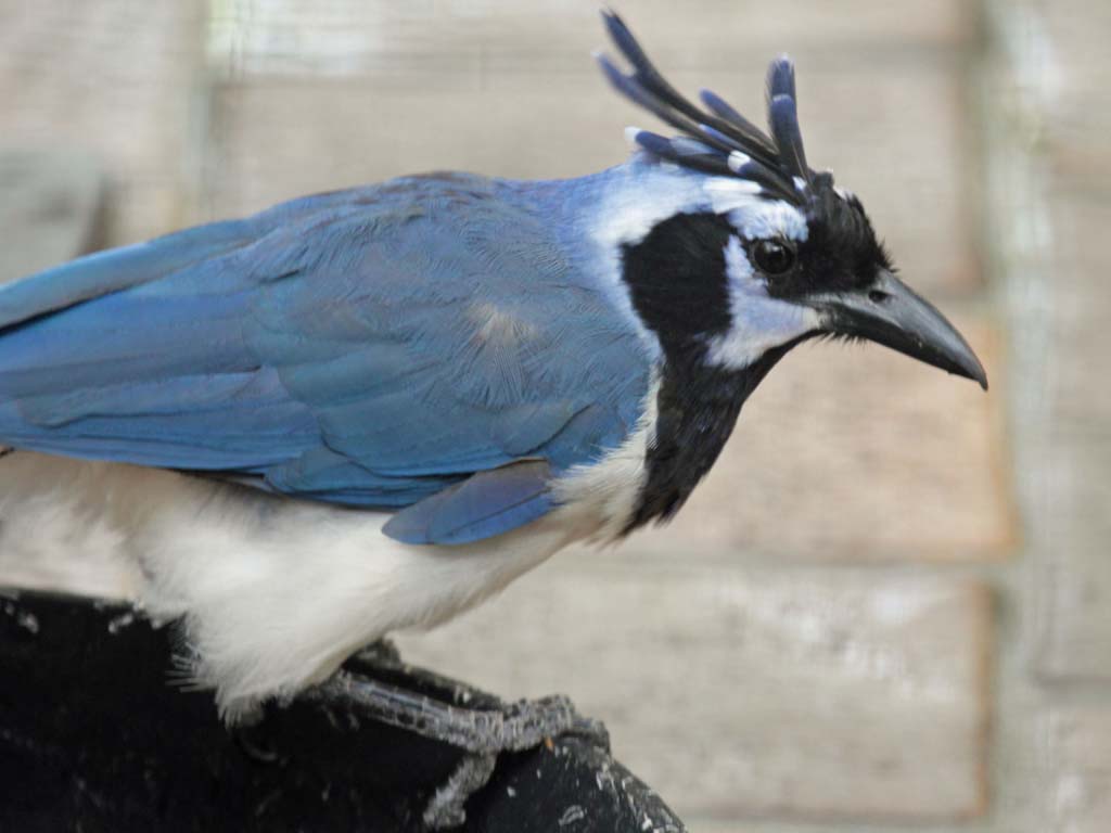 Birds of The World: Jays (Corvidae)