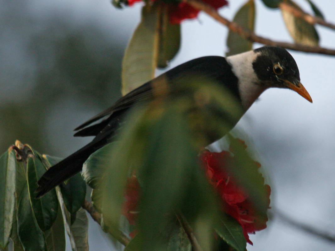 Birds of the World: Thrushes and Allies (Turdidae)