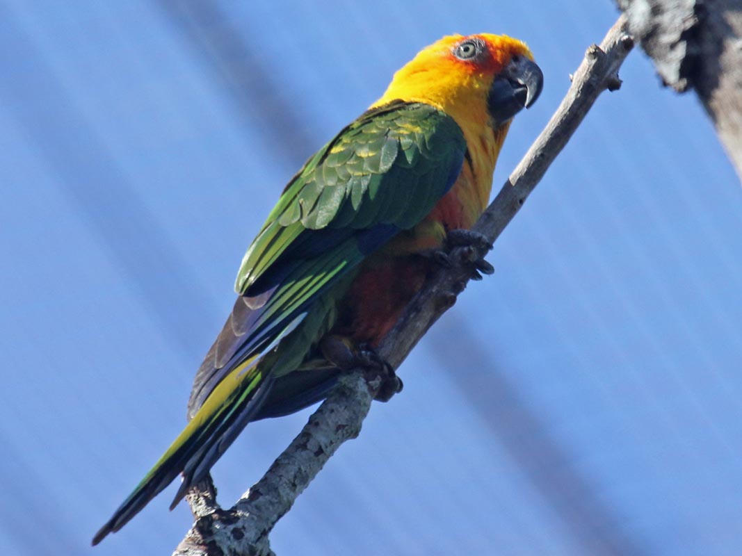 Birds of The World: Parrots and Allies (Psittacidae)