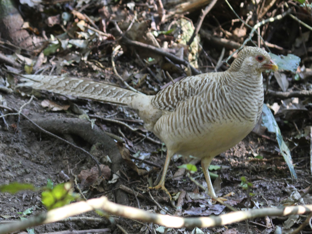 Birds of The World: Pheasant (Phasianidae)