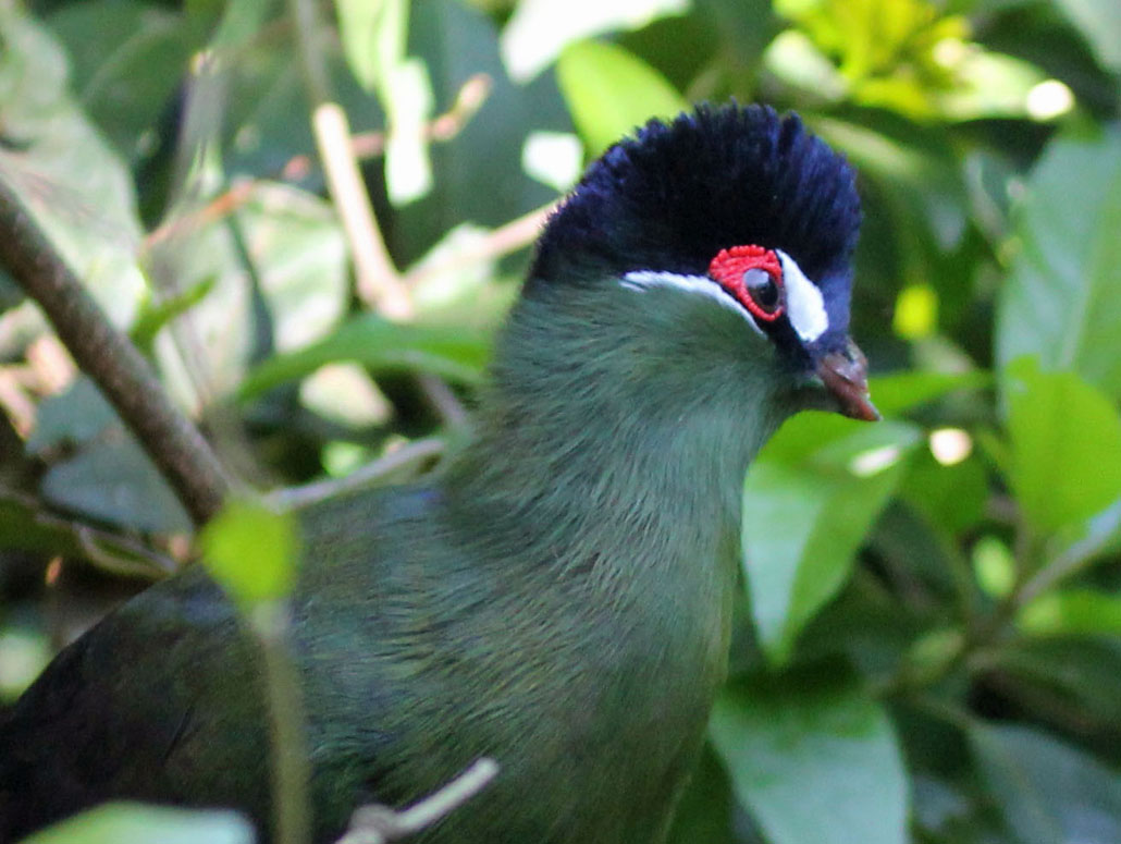 Birds of The World: Turacos (Musophagidae)
