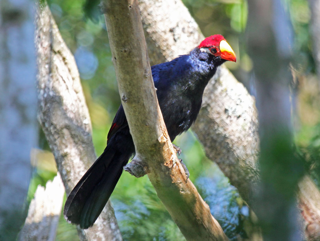 Birds of The World: Turacos (Musophagidae)