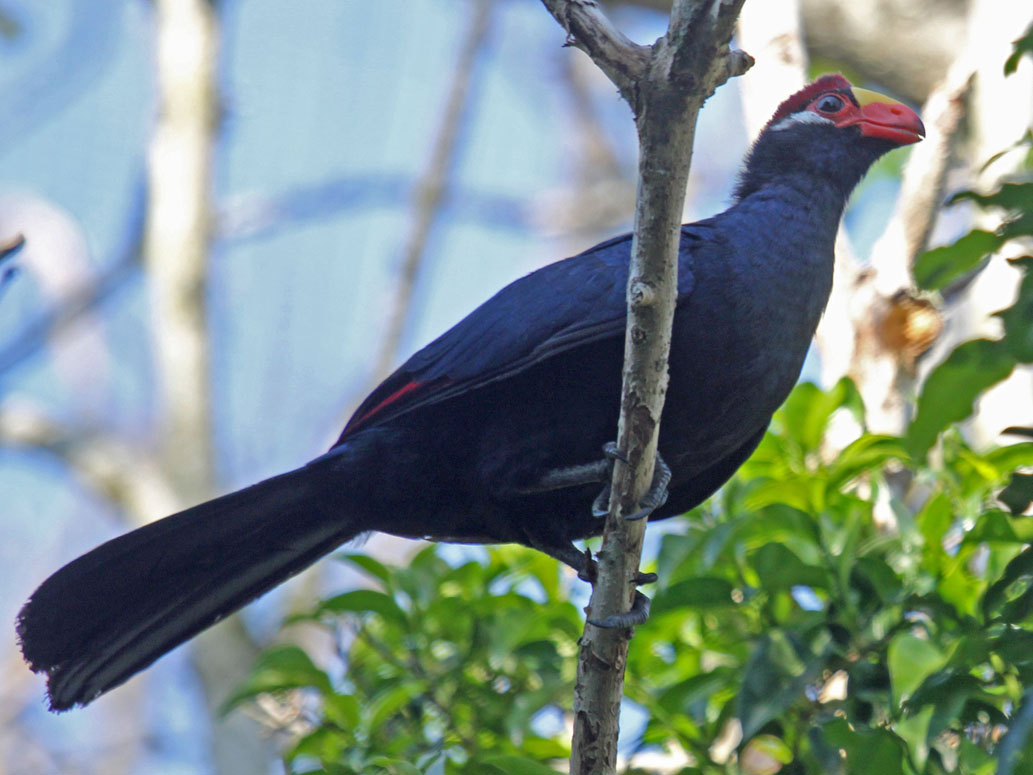 Birds of The World: Turacos (Musophagidae)