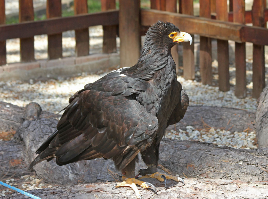 Birds of The World: Eagles (Accipitridae)