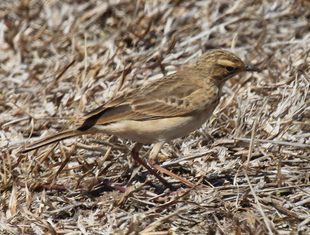 Birds of The World: Wagtails, Pipits (Motacillidae)
