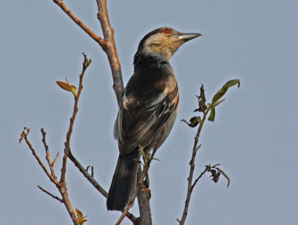 Birds of The World: Bushshrikes (Malaconotidae)