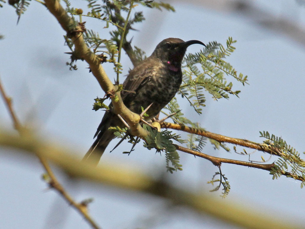 Birds of The World: Sunbirds (Nectariniidae)