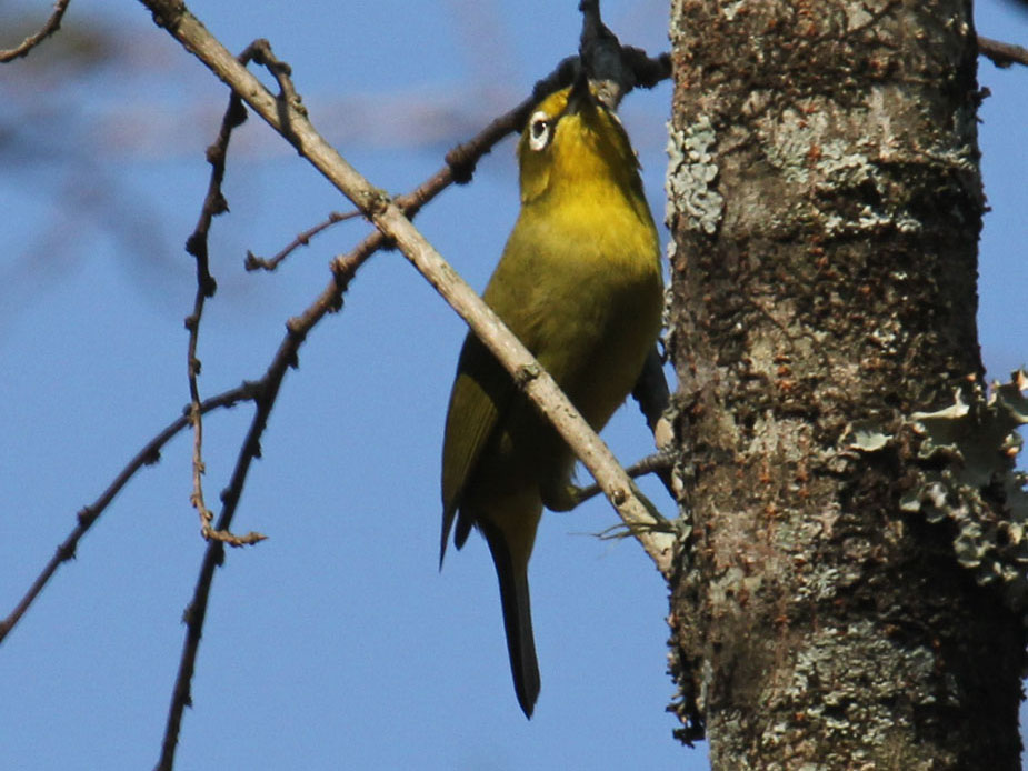 Birds of The World: White-eyes and Allies (Zosteropidae)