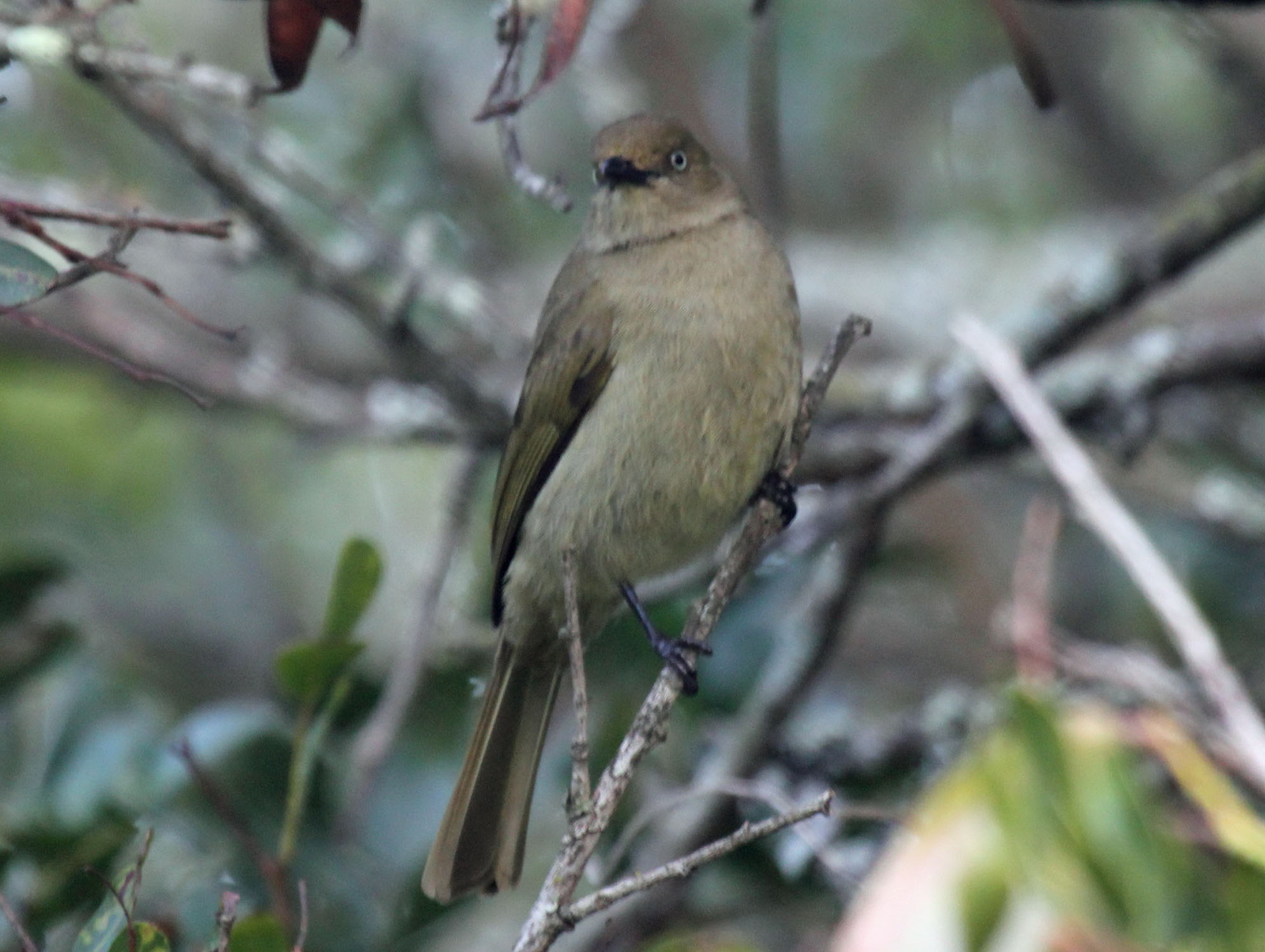 Birds of The World: BULBULS