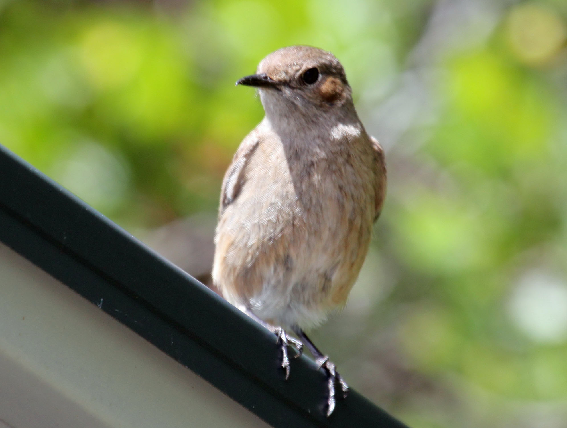 Birds of The World: Chats, Forktails (Muscicapidae)