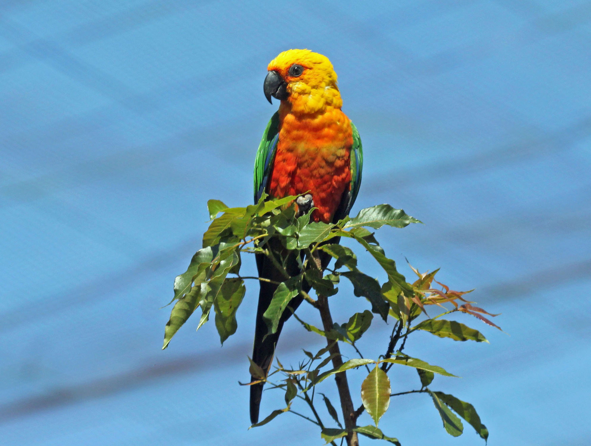 Birds of The World: Parrots and Allies (Psittacidae)