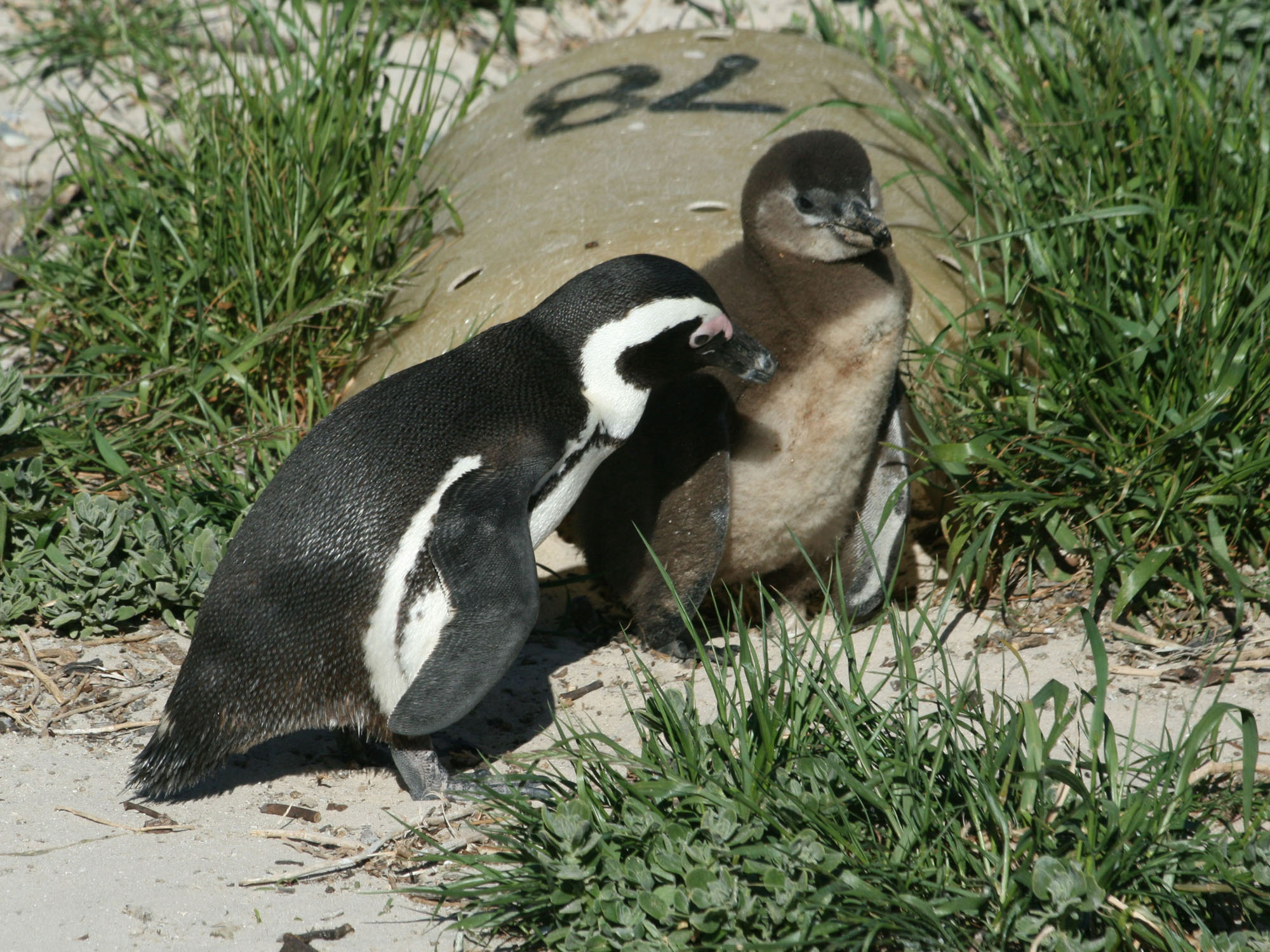 Birds of The World: Penguins (Spheniscidae)