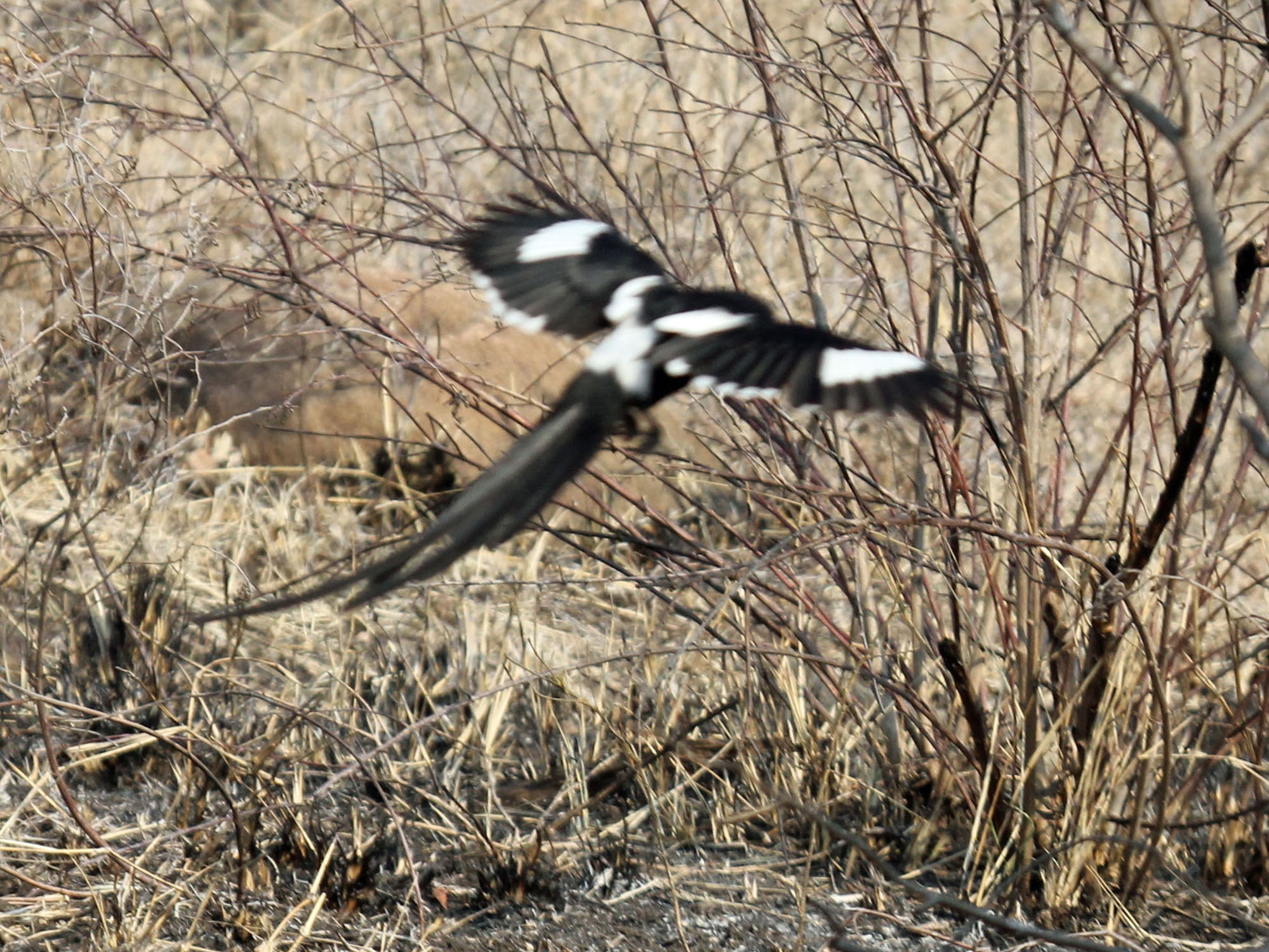 Birds of The World: Shrikes (Laniidae)
