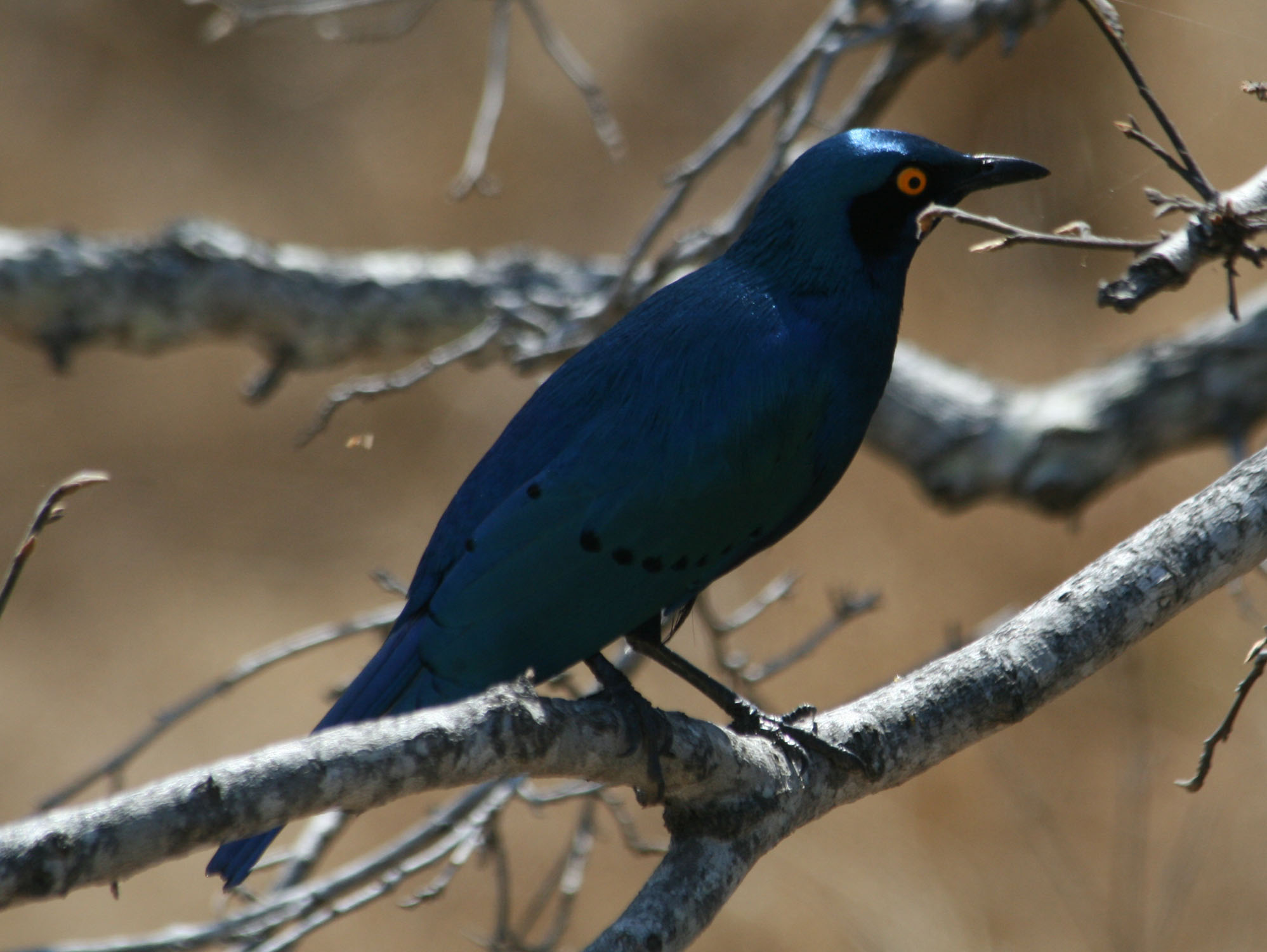 Birds of The World: Starlings (Sturnidae)