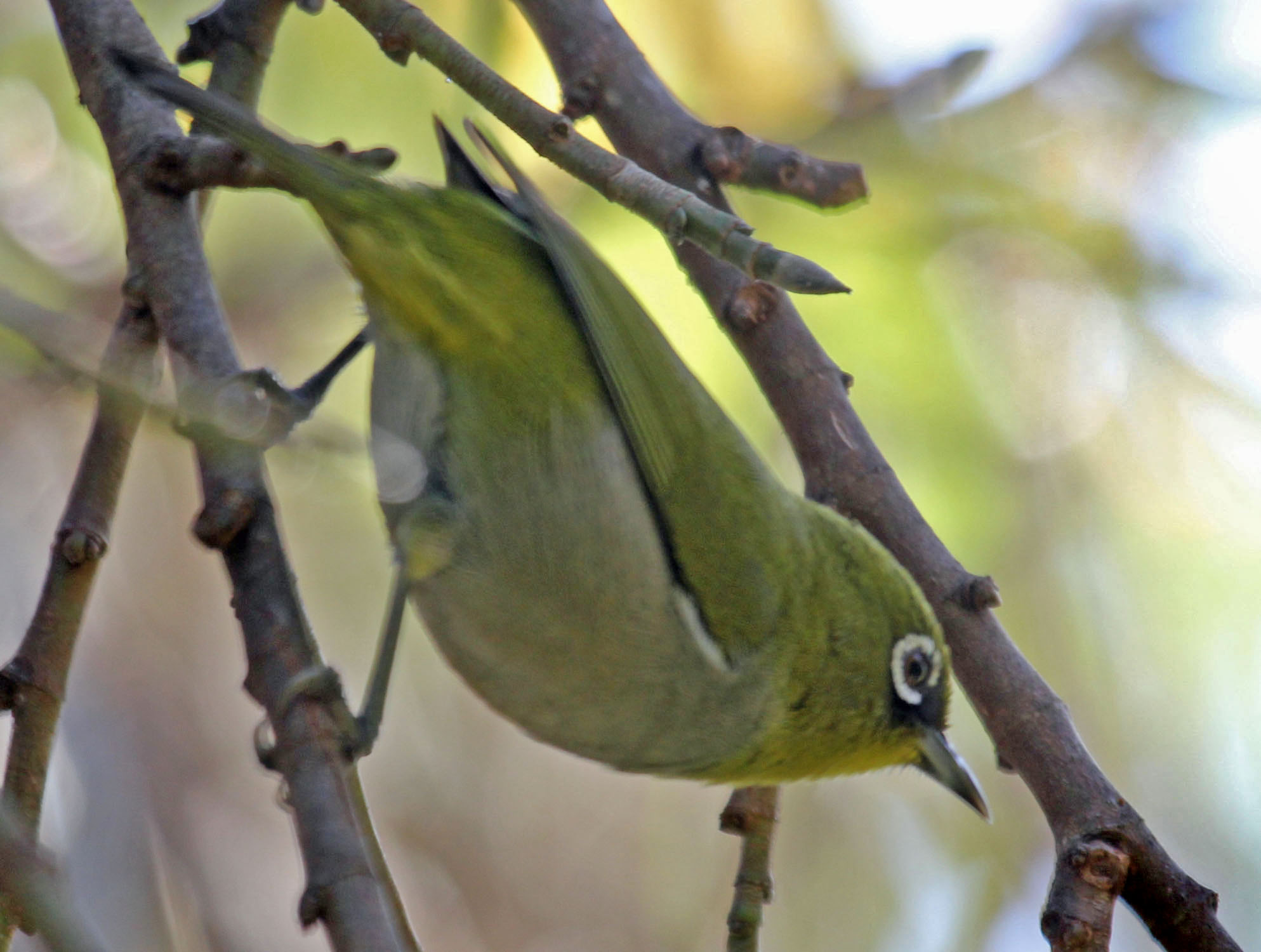 Birds of The World: White-eyes and Allies (Zosteropidae)