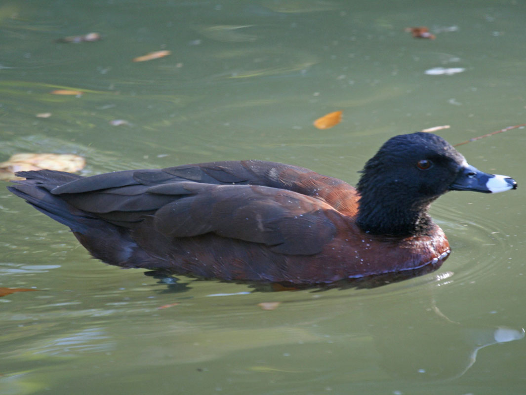 Birds of The World: Stiff-tailed Ducks (Anatidae)