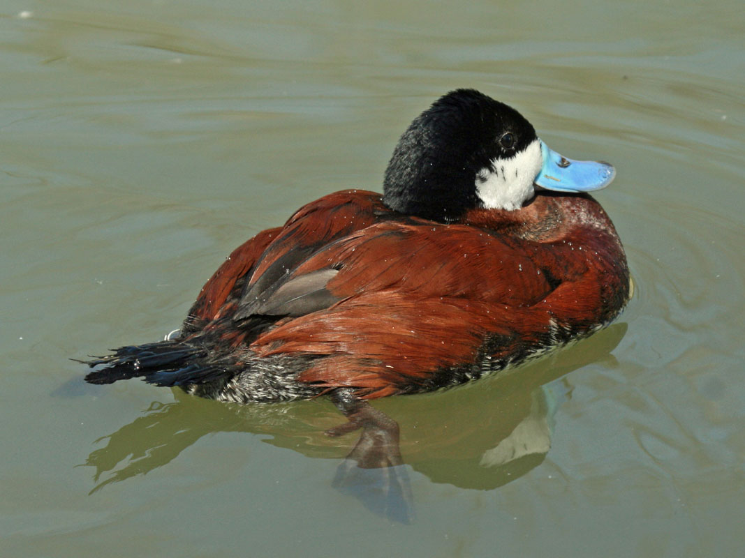 Birds of The World: Stiff-tailed Ducks (Anatidae)