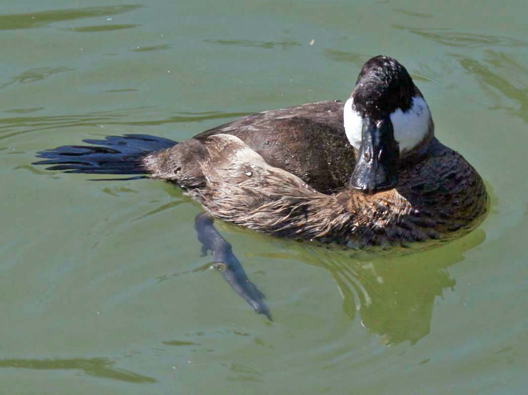 Birds of The World: Stiff-tailed Ducks (Anatidae)