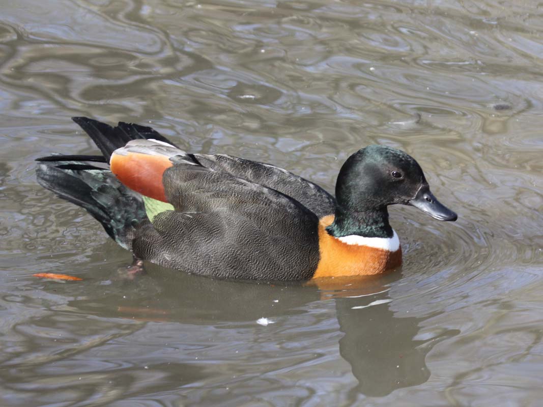 Birds of The World: Shelducks (Anatidae)